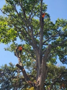 Enhance Your Landscape Beauty With Our Tree Triming Services!