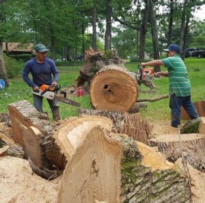 About Rudy’s Tree Service | Tree Company in Dallas, TX