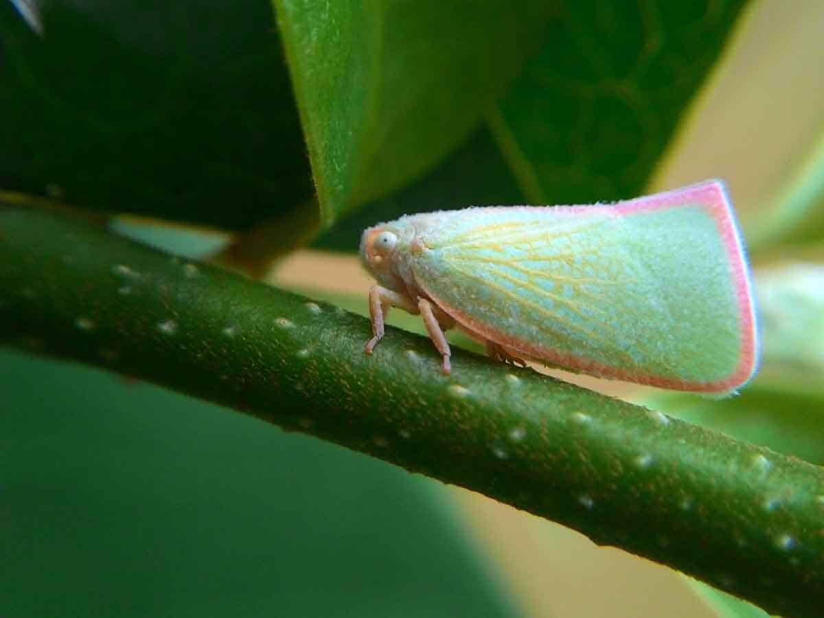 5 Sap-Sucking Insects: Learn 4 Ways to Kill Tree Vampires!