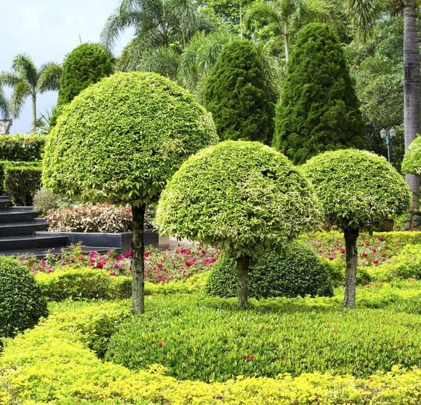 About Rudy’s Tree Service | Tree Company in Dallas, TX
